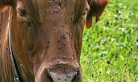 En 15 Provincias Investigan El Impacto De La Miasis En El Ganado