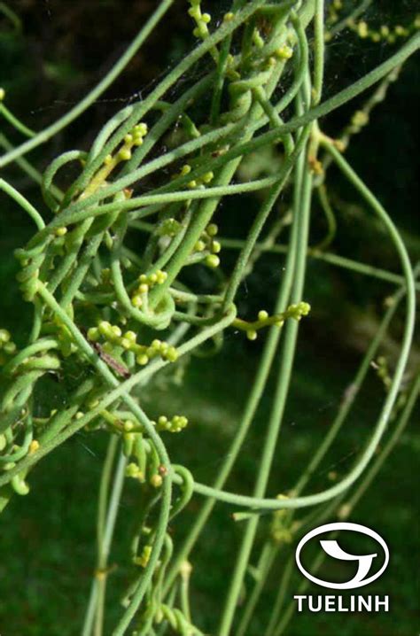 Cassytha Filiformis L Công Dụng Tơ Xanh