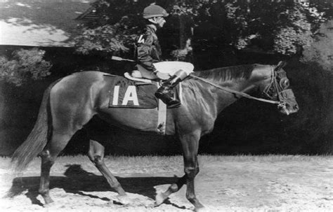 Buckpasser Cavallo Da Corsa Di Razza Purosangue Inglese Campione Negli