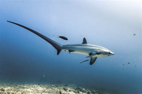 Thresher Shark Description Thresher Shark Facts Cztfk