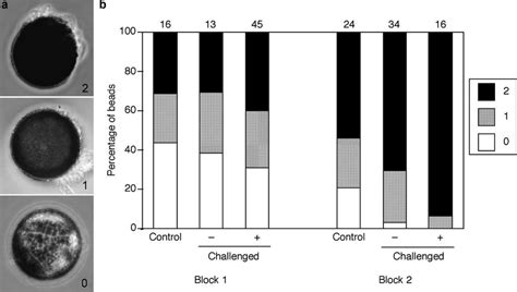 Melanization Response Of Mosquitoes Infected By P Falciparum A