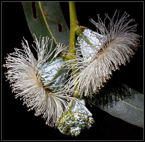 Eucalyptus Globulus Tasmania Blue Gum By Bill Higham