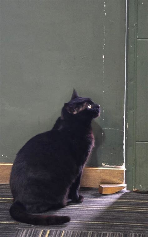 آگهی فروش بیش از 20 هزار سگ و گربه فقط در یک سایت وضعیت بد حیوانات خانگی همزمان با نبود قانون