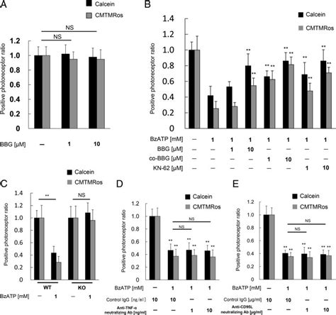 Critical Involvement Of Extracellular Atp Acting On P2rx7 Purinergic