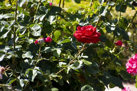 Captain Charles Ogle Scdsa