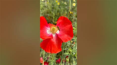 Nice Flowers 🌹 Youtube