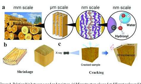 Relationship Between Wood And Moisture A Microstructure Of Wood At Download Scientific