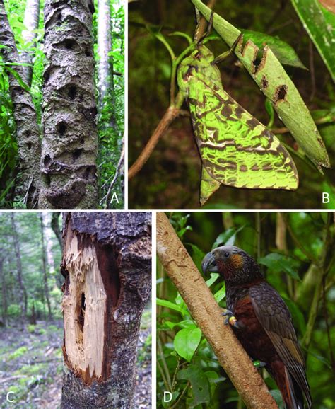 A Feeding Scars On Host Trees Heavily Parasitised By Puriri Moth