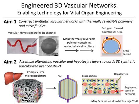 Ppt Engineered 3d Vascular Networks Enabling Technology For Vital Organ Engineering