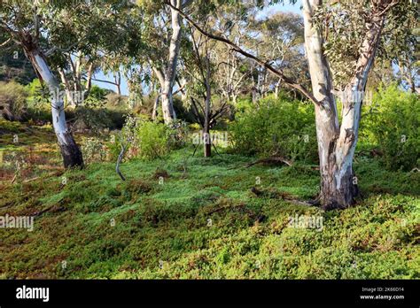 a scenic view of multiple eucalyptus trees located in the wilderness