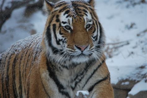 Why Margarita Can Purr But Cant Roar National Geographic