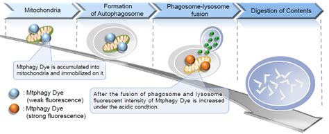 Mitophagy Detection Kit Md01 Manual Dojindo