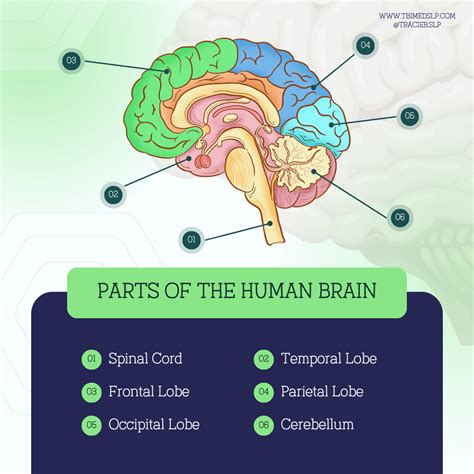 The Cerebellum Function And Facts — Tbi Medslp