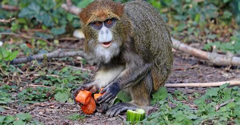 Čím Modřejší šourek Samec Mořské Kočky Má Tím Je Dominantnější • Mujrozhlas