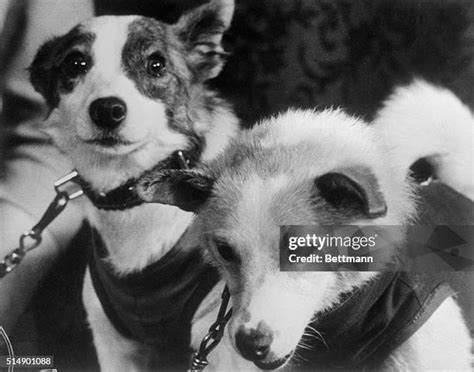 Belka And Strelka Stock Fotos Und Bilder Getty Images