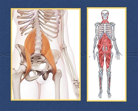 Acupuncture And Fascia Core Essentials