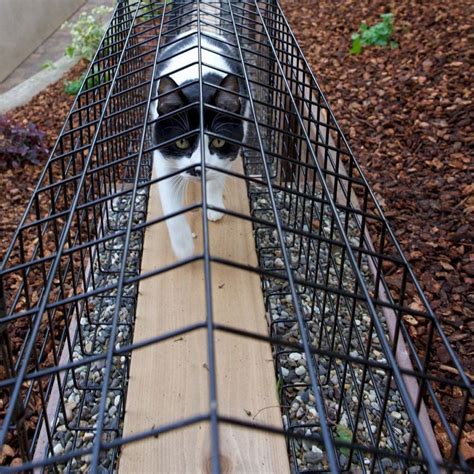 Build Your Own Catio Enclosure Habitat Haven Cat Tunnels For