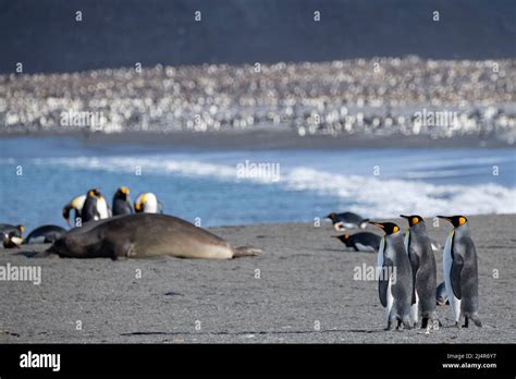 South Georgia St Andrews Bay King Penguins Aptenodytes Patagonica