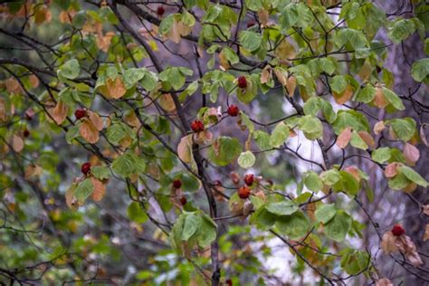 Red Pods On A Tree Free Stock Photo Public Domain Pictures