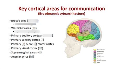 Key Cortical Areas For Communication Broadmans Cytoarchitecture