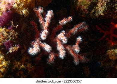 4 376 Precious Coral Images Stock Photos Vectors Shutterstock