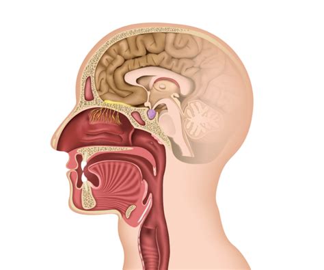 Hypophysenadenome And Hypophysenkarzinome