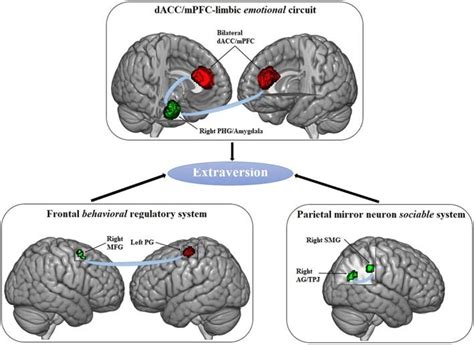 extraversion and the brain introduction by emmanuel osei asamoah