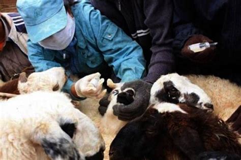 ШҮЛХИЙ ӨВЧНӨӨС УРЬДЧИЛАН СЭРГИЙЛЭХ ВАКЦИНЖУУЛАЛТ 80 ХУВЬТАЙ ЯВАГДАЖ БАЙНА