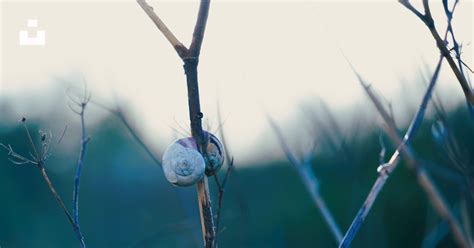 A Bird Is Perched On A Tree Branch Photo Free Fibonacci Spiral Image