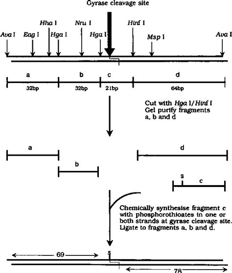 Figure 1 From The Cleavage Of Dna At Phosphorothioate Internucleotidic