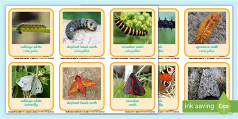 Difference Between Moth And Butterfly Caterpillar