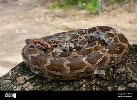 An Indian Python Python Molurus Coiled On A Tree Branch In Yala