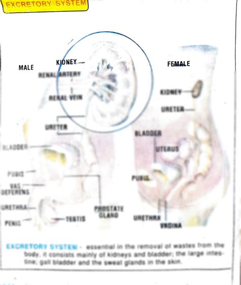 SOLUTION Excretory Studypool