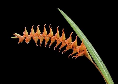 Dendrochilum Wenzelii 03162021 Sa Marak Flickr