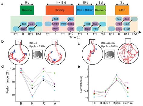 Interictal Epileptiform Discharges Induce Hippocampal Cortical Coupling