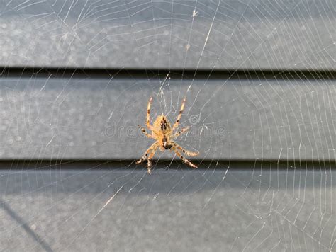 Crusader Spider On A Web Close Up Spider Cross On A Gray Background An Arthropod Insect