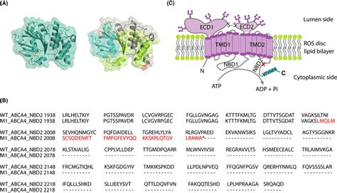 protein modeling topologic organization and sequence alignments of