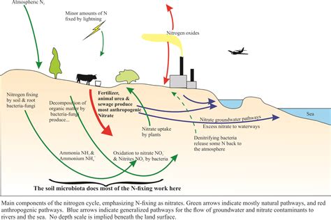 Global Nitrogen Cycle