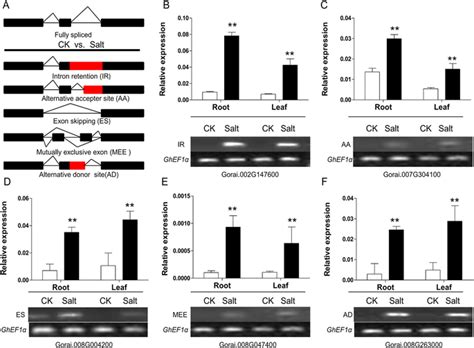 Validation Of Alternative Splicing Detected By Rna Seq Through Rt Pcr