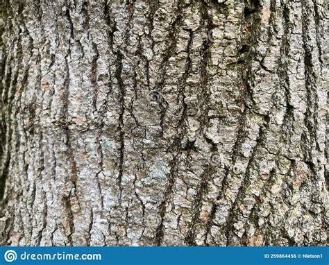 Tree Bark Identification At Phyllis Alvarado Blog