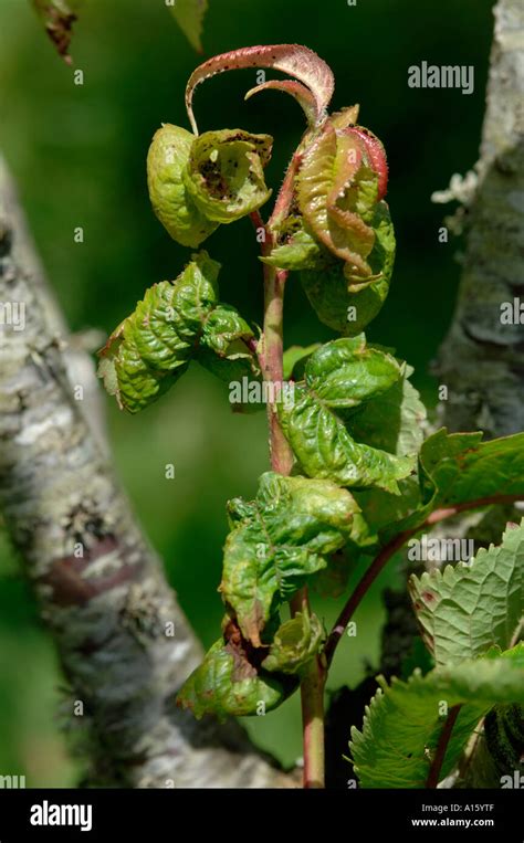 Cherry Tree Diseases Leaf Curl Lower Online Journal Picture Galleries