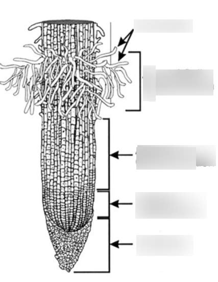 I. External Structure of Roots Diagram | Quizlet