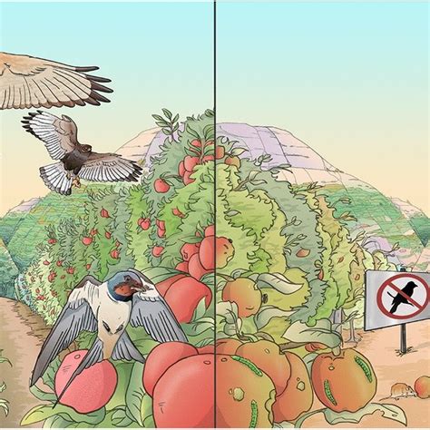 Graphical Representation Of Bird Mediated Pest Suppression And The Download Scientific Diagram