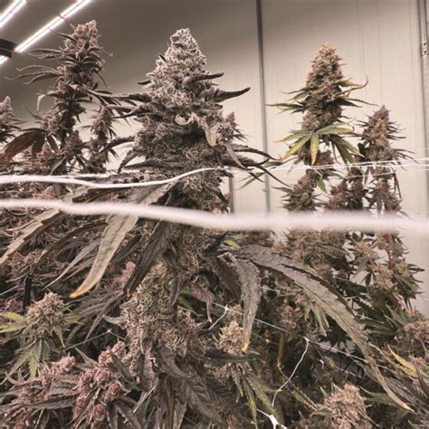 Blueberry Sugar Blockhead Buds