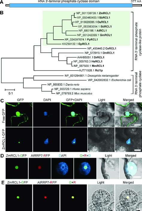 Domain Phylogenetic And Subcellular Localization Analysis Of Rcl1 A Download Scientific