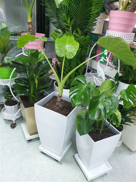 Тасалгааны гоёмсог цэцгүүд нь бэлэн Аз жаргалтай цэцэгс Facebook