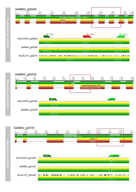 Oligonucleotide Design Target Genes Of The Three Real Time Rt Pcr Download Scientific Diagram