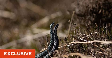 Wild Isles Producers Defend Animal Sex Scenes In David Attenboroughs