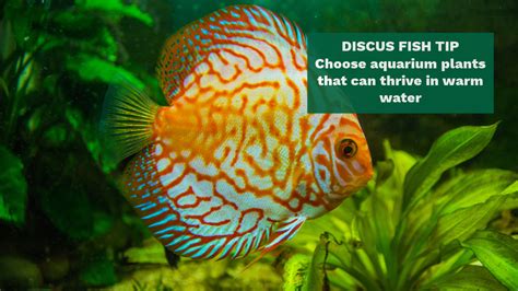The Ultimate Care Guide For Discus Fish Tropicflow