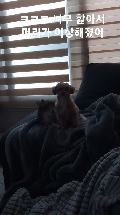 개 핥는 고양이 강아지쇼츠 강아지 고양이영상 고양이 Youtube